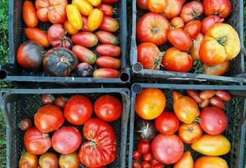 Семена коллекционных томатов-400сортов