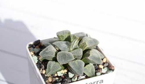 Haworthia pygmaea ice diamond (Хавортия) (SCT29278
