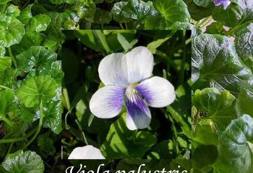 Болотная фиалка (Viola palustris)