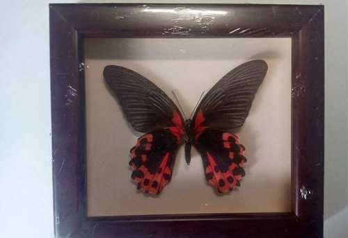Бабочка в рамке Papilio Rumanzovia (Филлипины)