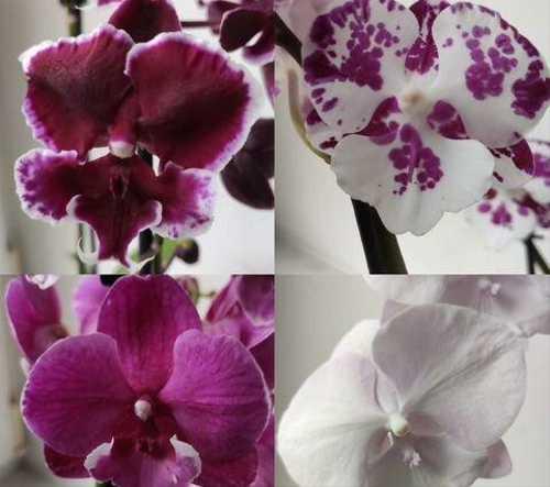 Орхидея фаленопсис биг лип разные
