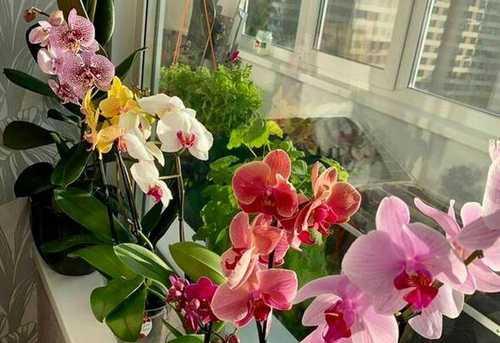 Орхидея, фаленопсис. Реанимация орхидей