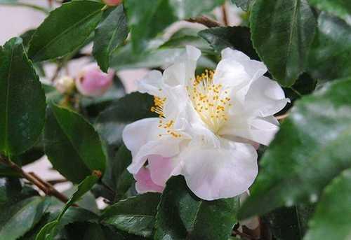 Камелия горная семена бело-розовые цветы, Camellia