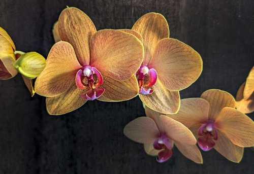 Орхидея фаленопсис персиковая