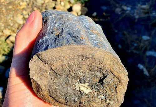 Раскопки археологические камень 350 миллионов лет