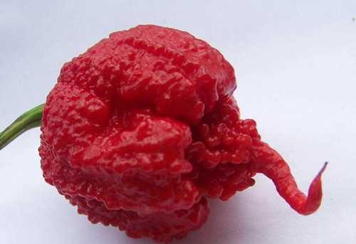 Carolina reaper рассада