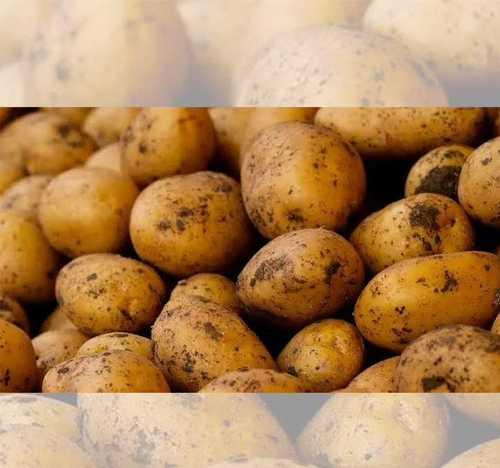 Продам картофель домашний