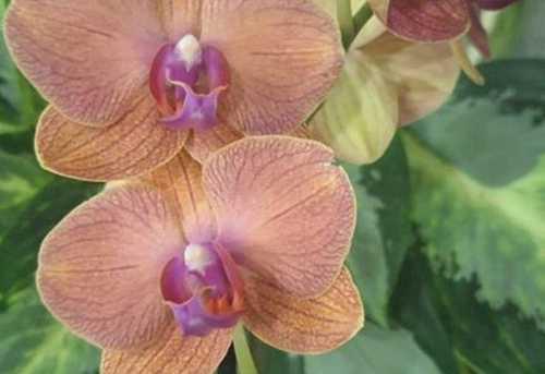 Орхидея фаленопсис Сан Марино
