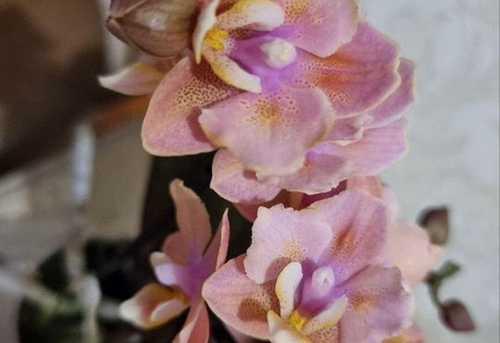 Орхидея бабочка Парфюмерная фабрика, арома, 2 цв