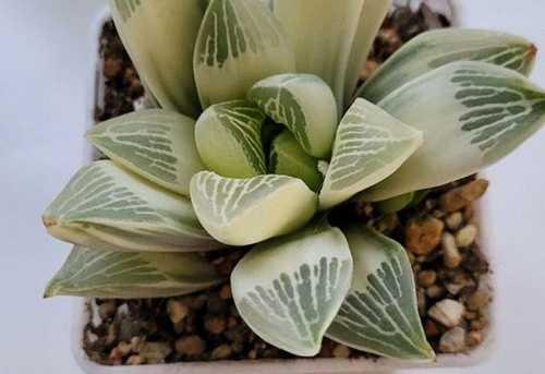 Haworthia Retusa Aurea