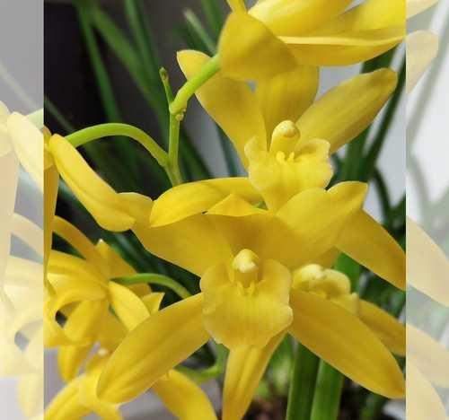 Орхидея Cymbidium Golden Elf