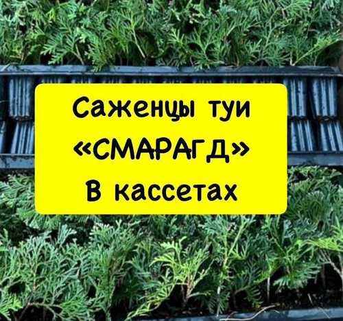 Туя смарагд с гарантией приживаемости