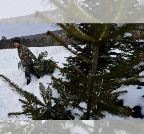 Сосна Живая, гирлянда в подарок