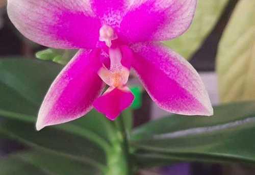 Орхидея Виолацея