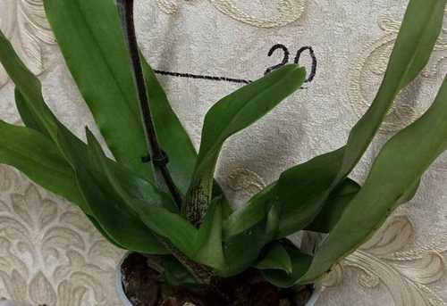 Орхидея пафиопедилум Венерин башмачок
