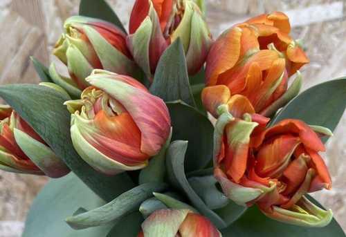 Луковицы тюльпанов Дабл Эрмитаж