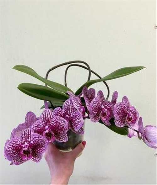 Ампельная орхидея