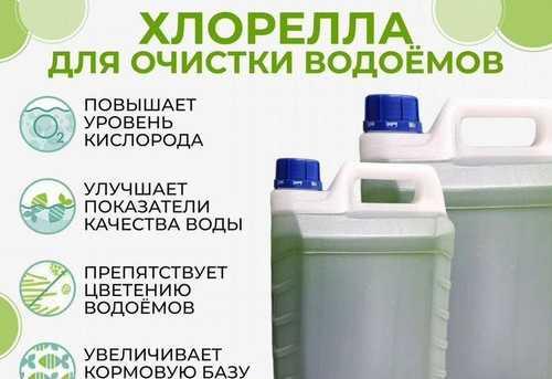 Живая водоросль суспензия для пруда