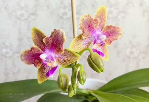 Цветущая орхидея Phal. Miki Golden Sand (peloric)