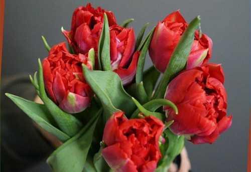 Очень красивые тюльпаны для милых дам