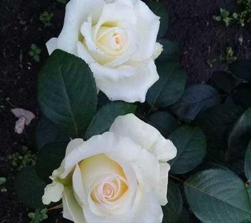 Чайно-гибридные розы Белый Медведь (White Bear)