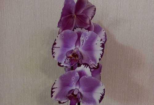 Орхидея фаленопсис крупноцветковая Brother Yo