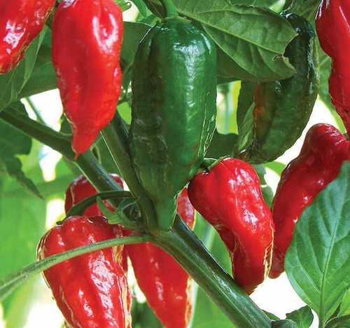 Семена, плоды острого перца Призрак (Ghost Pepper)