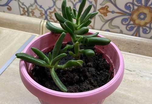 Crassula Hobbit Крассула Хоббит растение цветок