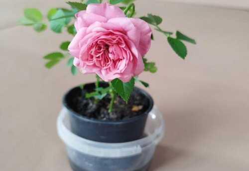 Роза кордана