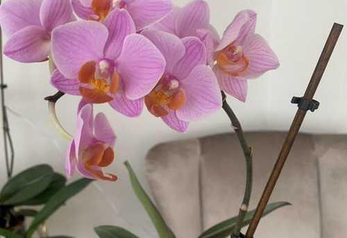 Орхидея фаленопсис Санта Роса