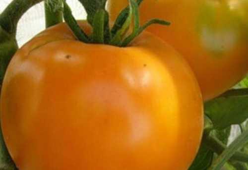Рассада помидор томатов
