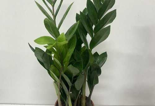 Замиокулькас zamifolia 40 см с горшком