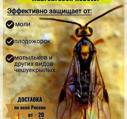 Энтомофаги от плодожорки, совки, листовертки