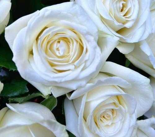 Букет цветов: белая роза, яркие цветы