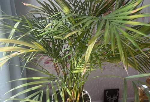 Пальма Арека, домашняя, 140-160 см