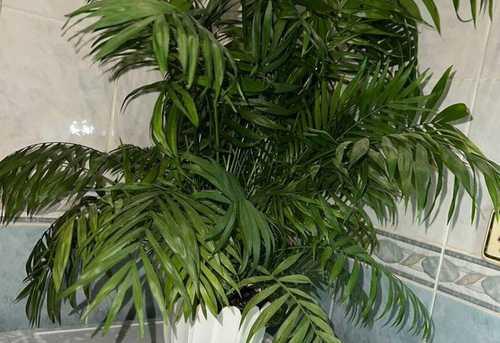 Хамедорея изящная - густое красивое растение