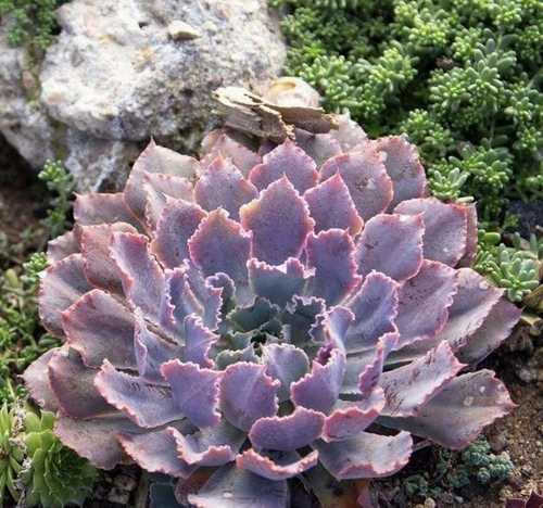 Суккулент Echeveria Neon Breakers