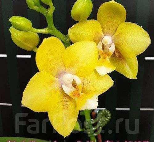 Орхидея фаленопсис Golden Pixie