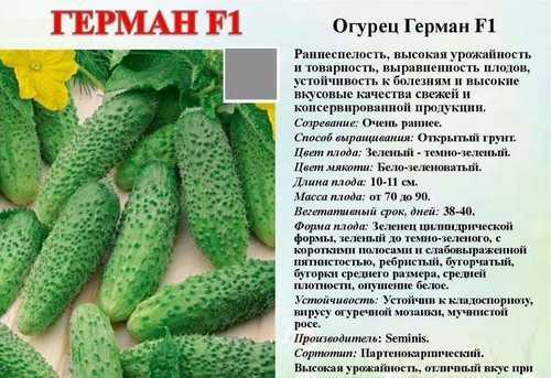 Рассада огурцов Герман