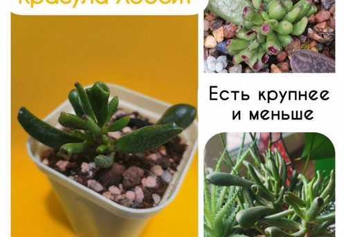 Кактусы и суккуленты