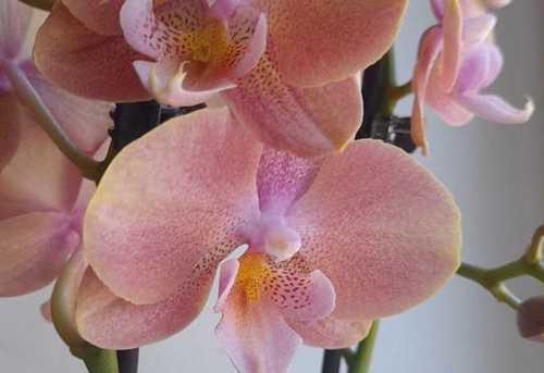 Орхидея фаленопсис биглип биг лип