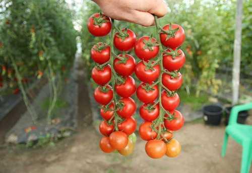 Семена томатов azart