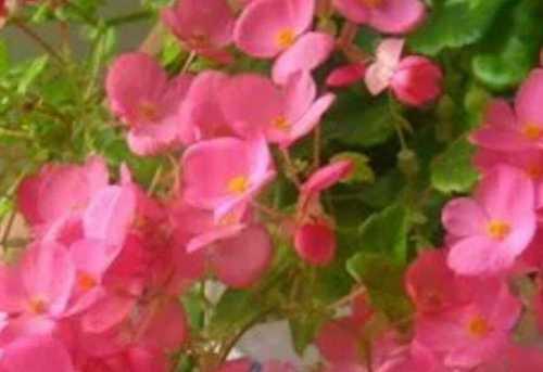 Бегония Глуар де Лоррен в цвету белая и розовая