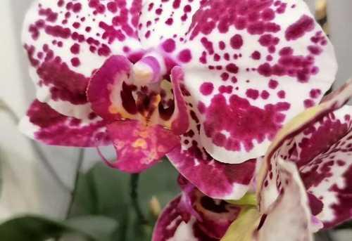 Цветущая Орхидея фаленопсис