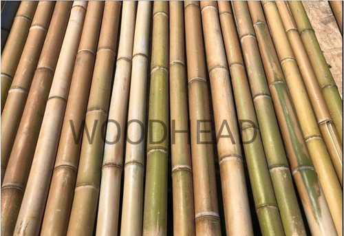 Ствол бамбука Бамбук