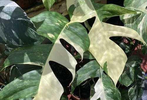 Эпипремнум pinnatum albo variegata
