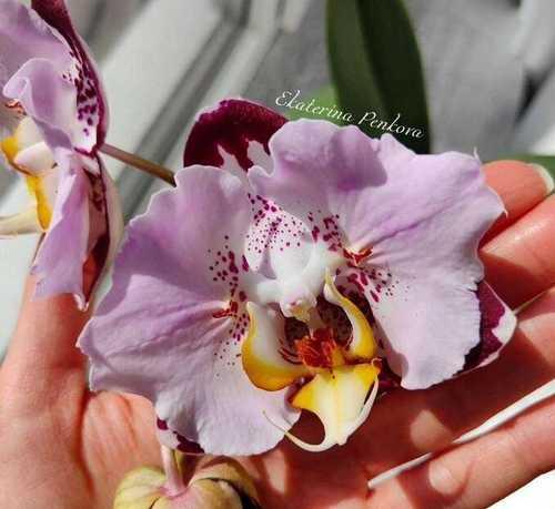 Орхидея фаленопсис бабочка Пиано Black Piano