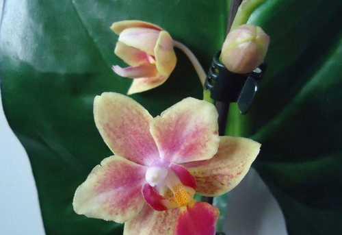 Орхидея мини Сого Готрис Sogo Gotris