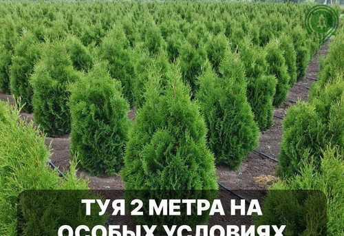 Туя 2 метра из питомника