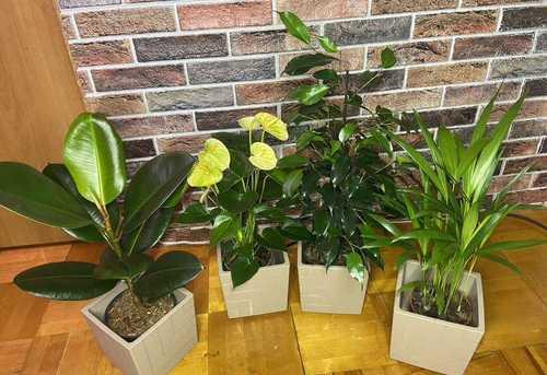 Набор растений для офиса и дома в горшках